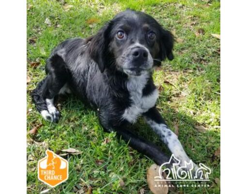 Irvine, CA - English Springer Spaniel. Meet DARCY a Pet for Adoption ...
