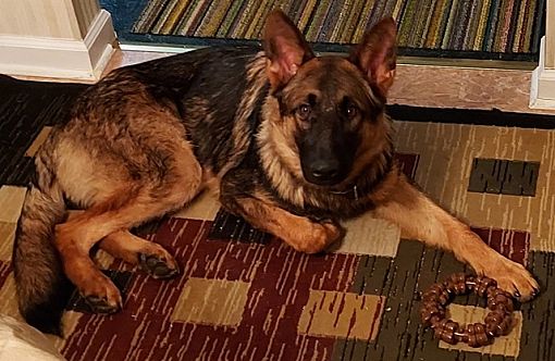 Frederick, MD - German Shepherd Dog. Meet Indie a Pet for Adoption ...