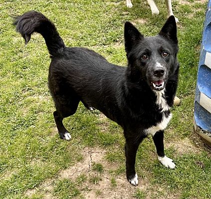 Birmingham, AL - Border Collie/Shepherd (Unknown Type). Meet Rori a Pet ...