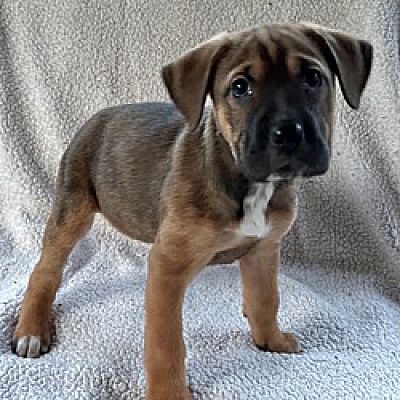 Burlington, VT - Boxer/German Shepherd Dog. Meet Tory a Pet for ...