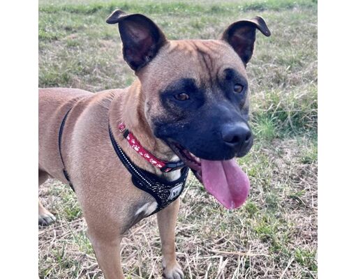 Southington, CT - Boxer/Belgian Malinois. Meet Buddy a Pet for Adoption ...