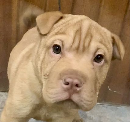Mishawaka, IN - Shar Pei/Miniature Poodle. Meet Squishmallow Bobby Shar ...