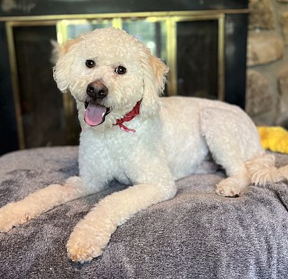 Atlanta, GA - Poodle (Standard). Meet Bowie a Pet for Adoption ...