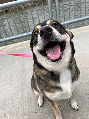 Savannah, GA - Shepherd (Unknown Type). Meet Ava a Pet for Adoption ...