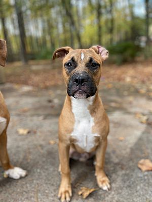 Atlanta, GA - Boxer/Mixed Breed (Medium). Meet Chrome a Pet for ...
