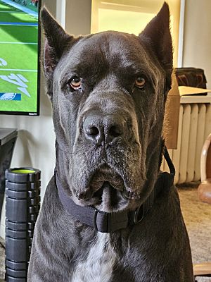 Hibbing, MN - Cane Corso. Meet Thor a Pet for Adoption - AdoptaPet.com