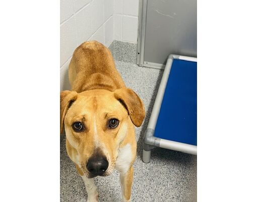 Sylva, NC - Mixed Breed (Small)/Mixed Breed (Medium). Meet Sheisty a ...