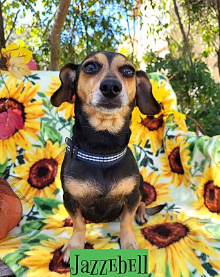 New York, NY - Miniature Dachshund. Meet Jazzebell a Pet for Adoption ...