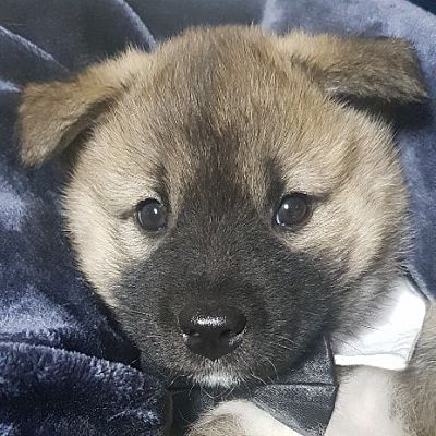 Los Angeles, CA - Jindo/Spitz (Unknown Type, Medium). Meet Humphrey a ...