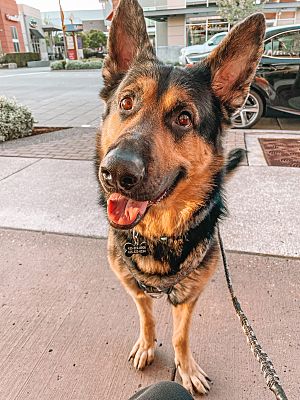 Seattle, WA - German Shepherd Dog. Meet Jax a Pet for Adoption ...