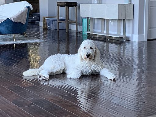 Hayward, CA - Goldendoodle. Meet Clyde a Pet for Adoption - AdoptaPet.com