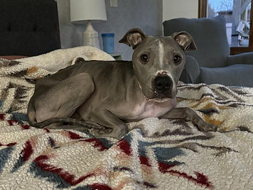 Whitewater, WI - American Pit Bull Terrier/Mixed Breed (Medium). Meet ...