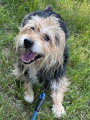 Oakland, NJ - Beagle/Cairn Terrier. Meet Fozzy Bear a Pet for Adoption ...