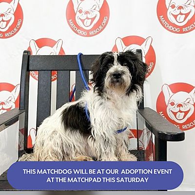 Atco, NJ - Cockapoo/Shih Tzu. Meet CORDELIA 22 pounds ARRIVING ON MAY ...