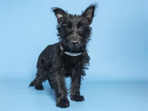 Phoenix, AZ - Scottie, Scottish Terrier/Yorkie, Yorkshire Terrier. Meet ...
