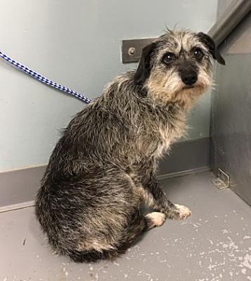 Orlando, FL - Schnauzer (Miniature). Meet Winnie a Pet for Adoption ...