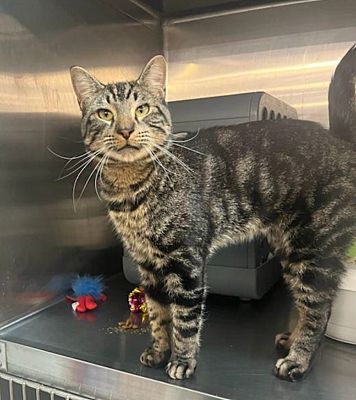 Pawtucket, RI - Domestic Mediumhair. Meet Ace a Pet for Adoption ...
