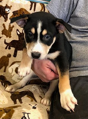 Amarillo, TX - Pit Bull Terrier/Australian Kelpie. Meet Butters a Pet ...