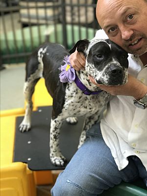 Beverly Hills, CA - Pointer/American Staffordshire Terrier. Meet Cookie ...