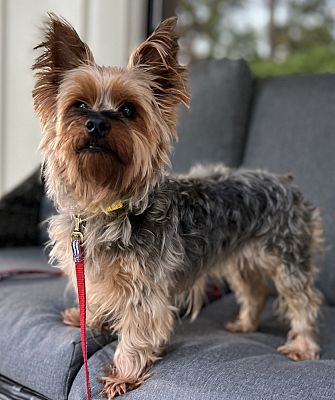 Atlanta, GA - Yorkie, Yorkshire Terrier. Meet Willa a Pet for Adoption ...