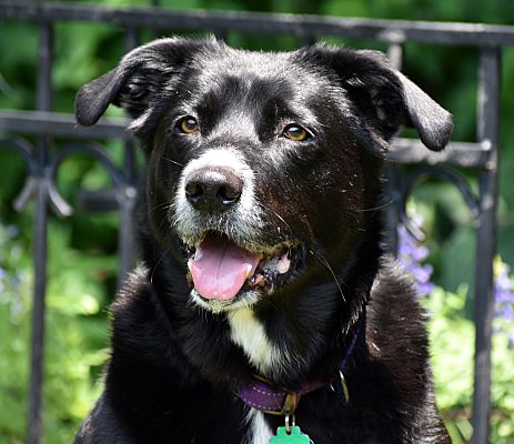 Wood Dale, IL - Labrador Retriever/Border Collie. Meet Worf- HAPPY and ...