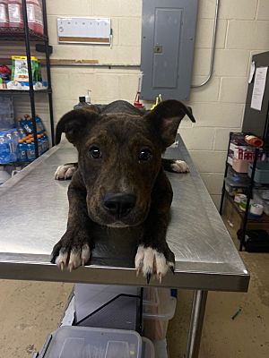 Athens, TN - Pharaoh Hound/Plott Hound. Meet Blaze a Pet for Adoption ...