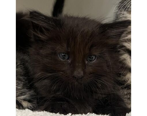 Phoenix, AZ - Domestic Shorthair. Meet Osiris a Pet for Adoption ...