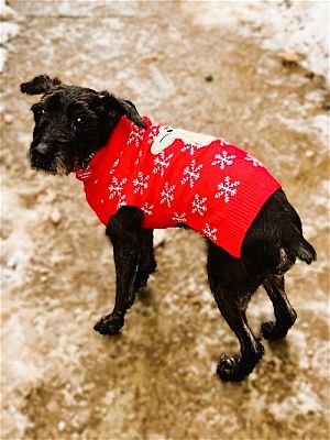 Buffalo, NY - Poodle (Miniature)/Terrier (Unknown Type, Medium). Meet ...