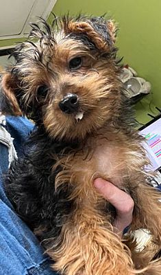 Joplin, MO - Yorkie Poo. Meet Mary Puppins a Pet for Adoption ...