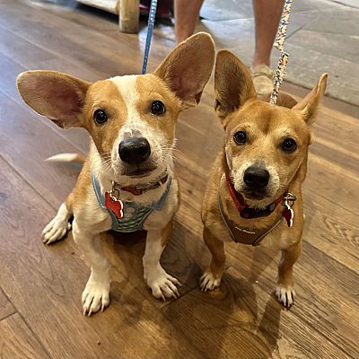 Boulder, CO - Corgi/Chihuahua. Meet Kenan & Kel a Pet for Adoption ...