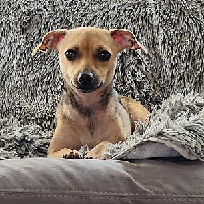 Sunnyvale, CA - Chihuahua/Terrier (Unknown Type, Medium). Meet Tessa a ...