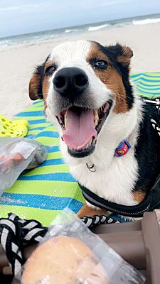 Jacksonville, FL - Texas Heeler/Labrador Retriever. Meet Blu a Pet for ...