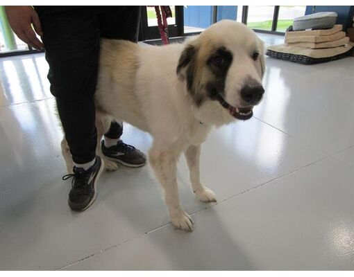Temple, TX - Great Pyrenees. Meet ZEUS a Pet for Adoption - AdoptaPet.com