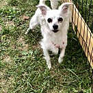 Papillon Puppies - Papillon Rescue and Adoption Near You