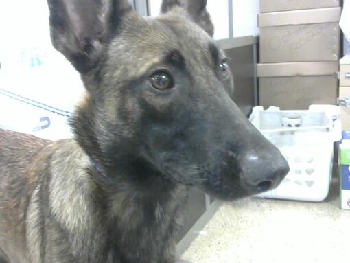 Doral, FL - Belgian Malinois. Meet ADDISON a Pet for Adoption ...