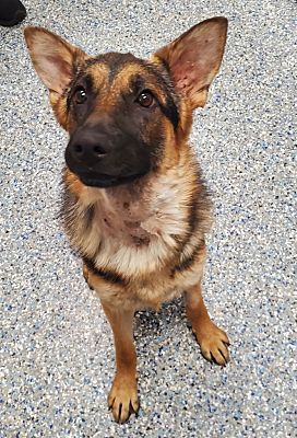 Angola, IN - Shepherd (Unknown Type). Meet Lady Bug a Pet for Adoption ...