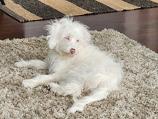 Bloomington, IL - Cockapoo. Meet Mabel a Pet for Adoption - AdoptaPet.com