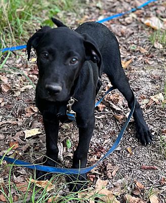 Southbury, CT - Flat-Coated Retriever/Labrador Retriever. Meet Amazon ...