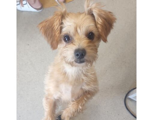 Nashville, TN - Terrier (Unknown Type, Medium)/Yorkie, Yorkshire ...