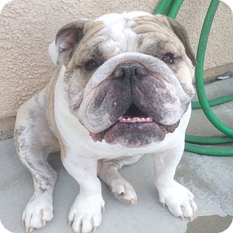 Santa Ana, CA - English Bulldog. Meet Chuey a Pet for Adoption ...