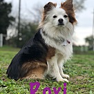 Papillon Puppies - Papillon Rescue and Adoption Near You