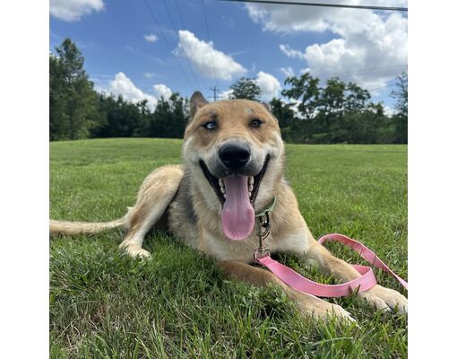 Harrisonburg, VA - German Shepherd Dog/Husky. Meet Exodus a Pet for ...