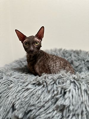 Dallas, TX - Cornish Rex. Meet Jude Paw a Pet for Adoption - AdoptaPet.com