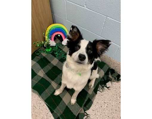 Brighton, CO - English Springer Spaniel/Rat Terrier. Meet *LENNOX a Pet ...