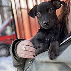 Chichester, NH - Mixed Breed (Medium). Meet Raven a Pet for Adoption ...