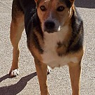 Corgi Puppies - Corgi Rescue and Adoption Near You