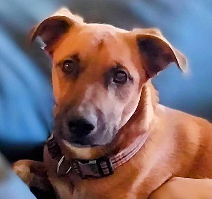 Pittsburgh, PA - Black Mouth Cur/Rhodesian Ridgeback. Meet Skipper a ...