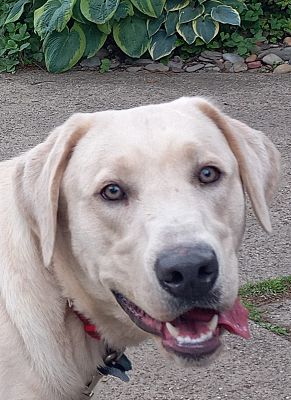 Youngstown, OH - Labrador Retriever. Meet Oden a Pet for Adoption ...