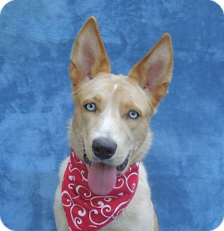 Charlotte, NC - Husky. Meet Maxi a Pet for Adoption.