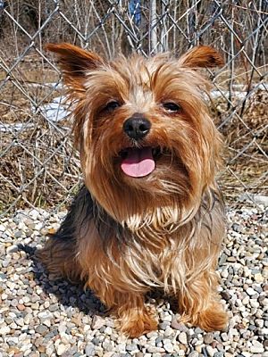 Lake City, MI - Yorkie, Yorkshire Terrier. Meet Joey (5697) a Pet for ...